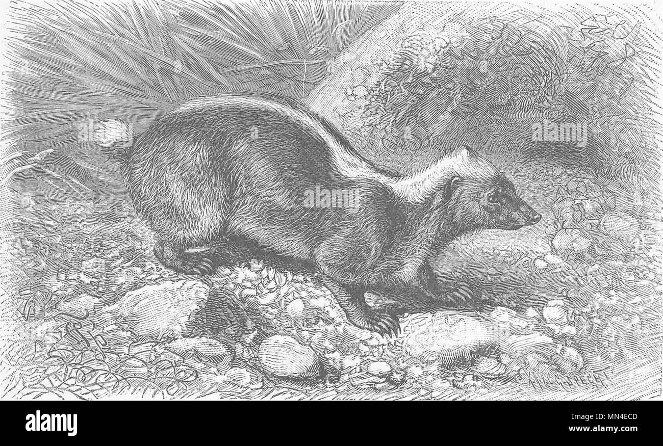 CARNIVORES. The Malayan badger 1894 old antique vintage print picture ...