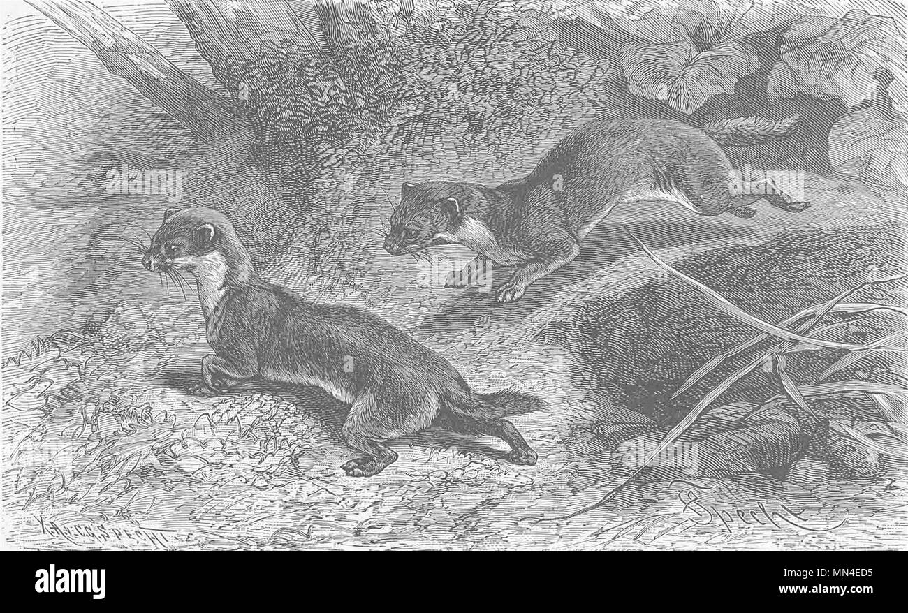 CARNIVORES. The weasel 1894 old antique vintage print picture Stock ...