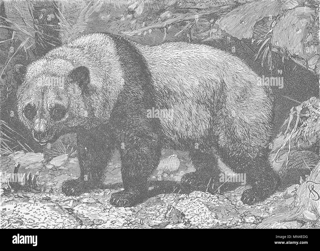 Parti coloured Black and White Stock Photos & Images - Alamy