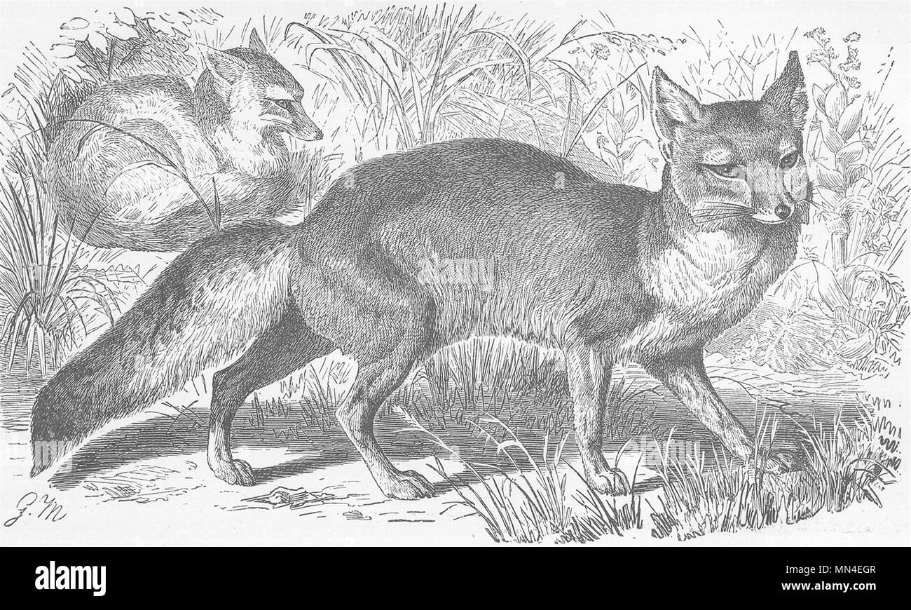 Wood foxes Black and White Stock Photos & Images - Alamy