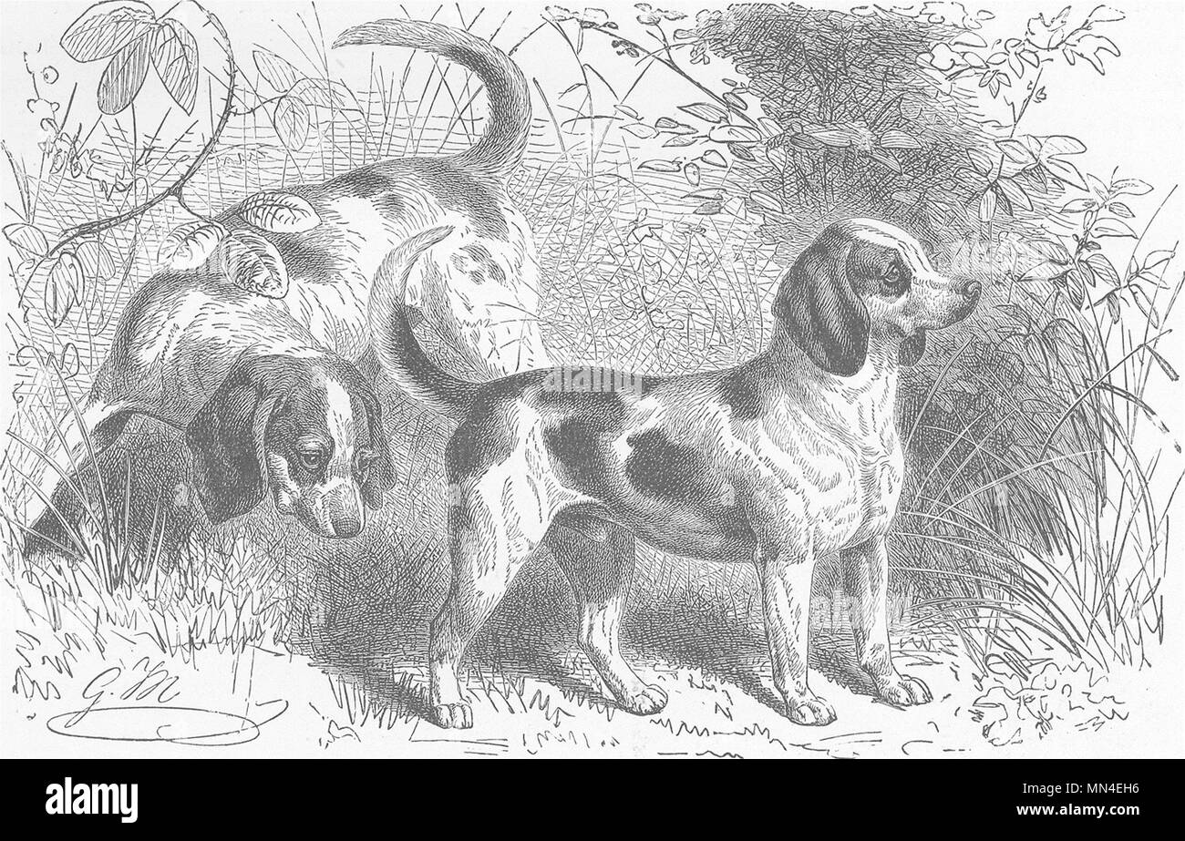 CARNIVORES. The beagle 1893 old antique vintage print picture Stock ...