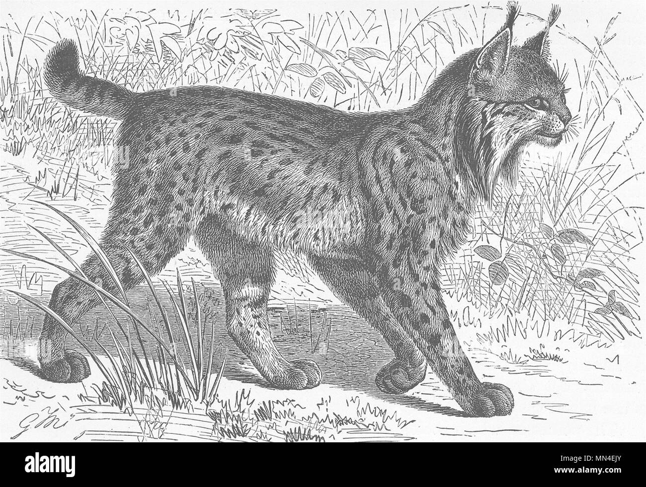 CARNIVORES. The Pardine lynx 1893 old antique vintage print picture ...
