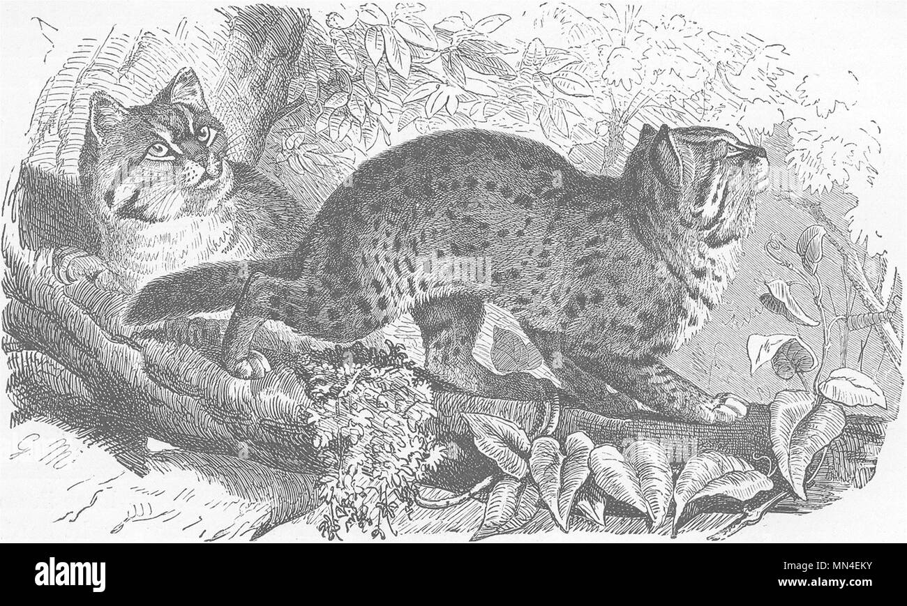LEOPARDS. The leopard-cat 1893 old antique vintage print picture Stock ...