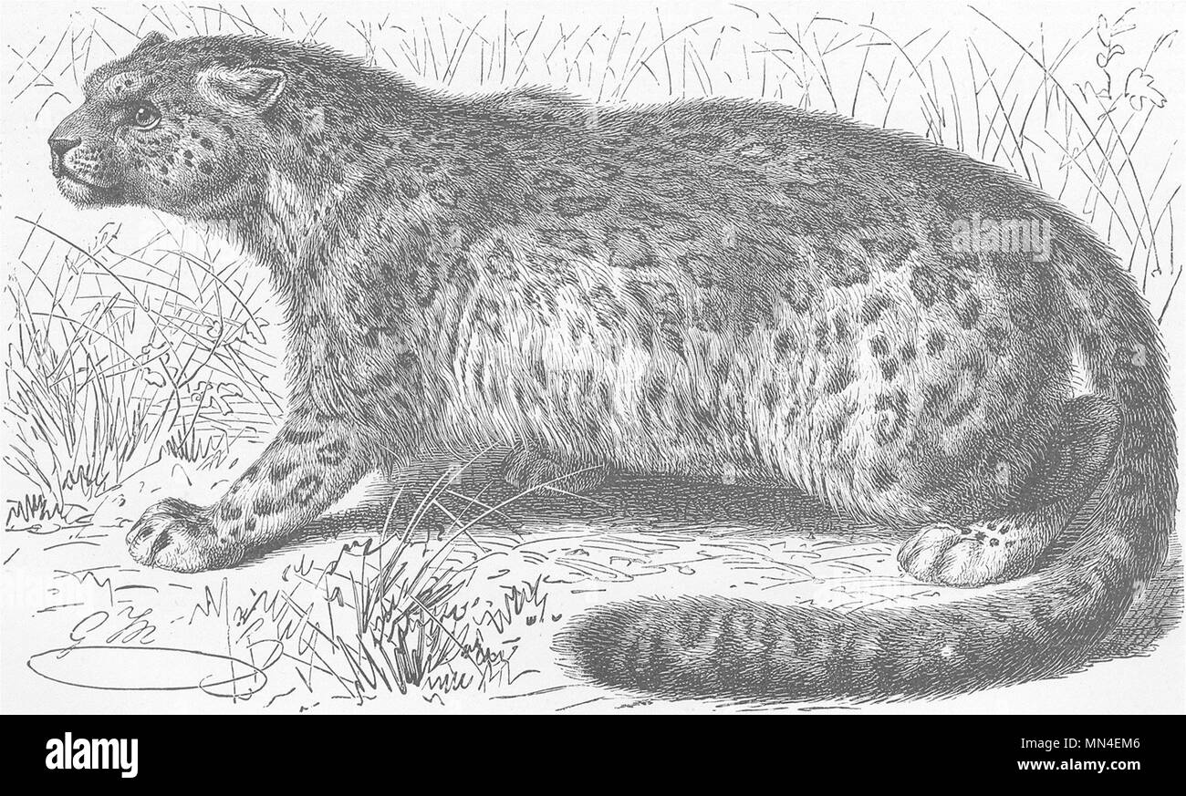 Snow leopard picture Black and White Stock Photos & Images - Alamy