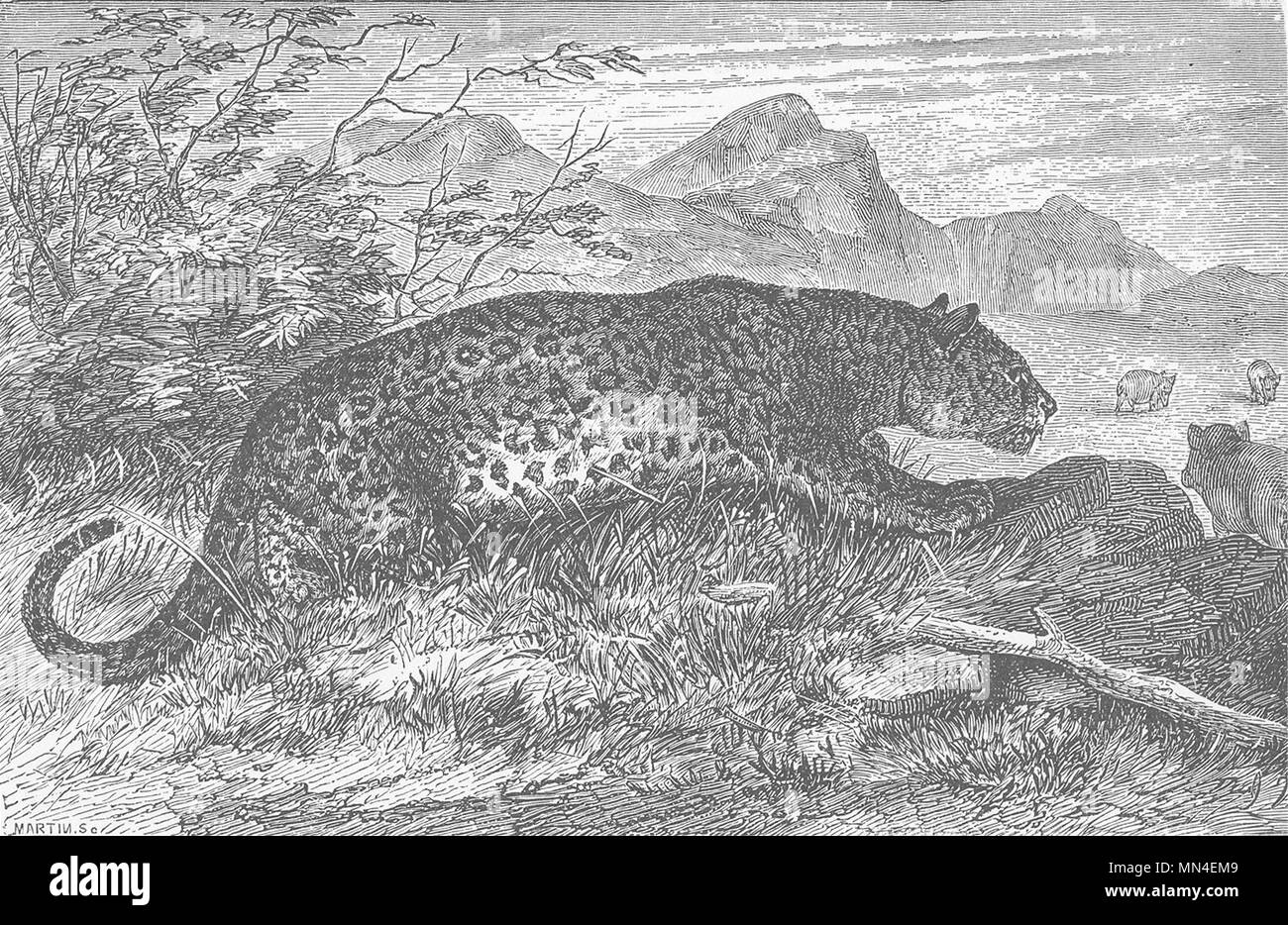 LEOPARDS. Leopard on the prowl 1893 old antique vintage print picture ...