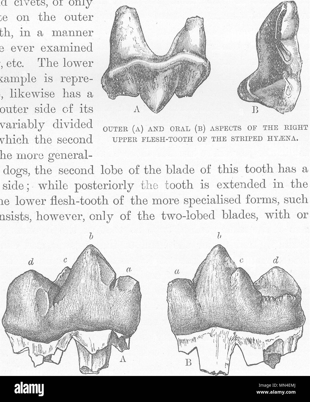 Animal flesh Black and White Stock Photos & Images - Alamy