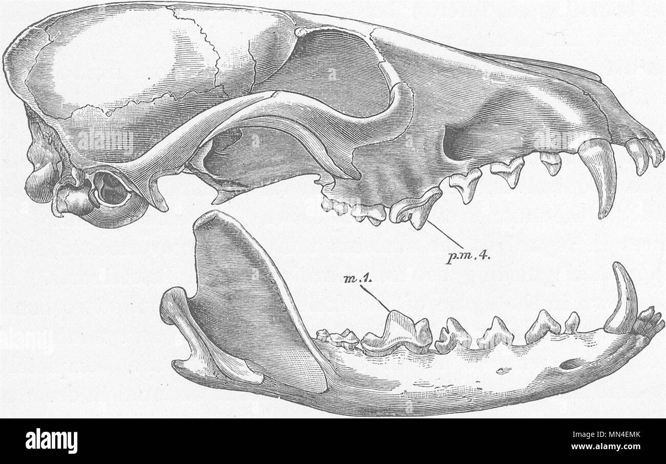 Skull print hi-res stock photography and images - Alamy