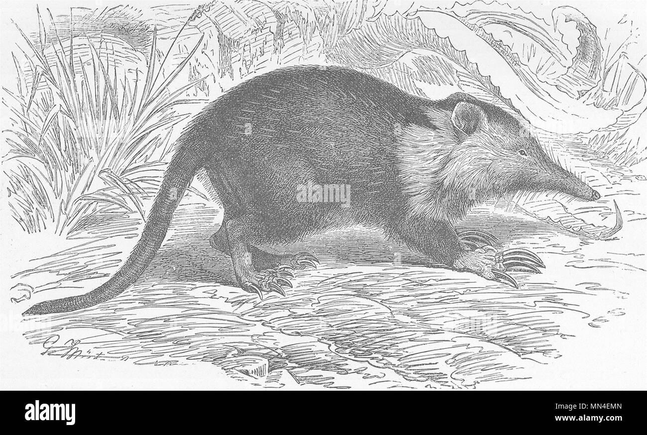 ANIMALS. The Cuban solenodon 1893 old antique vintage print picture ...