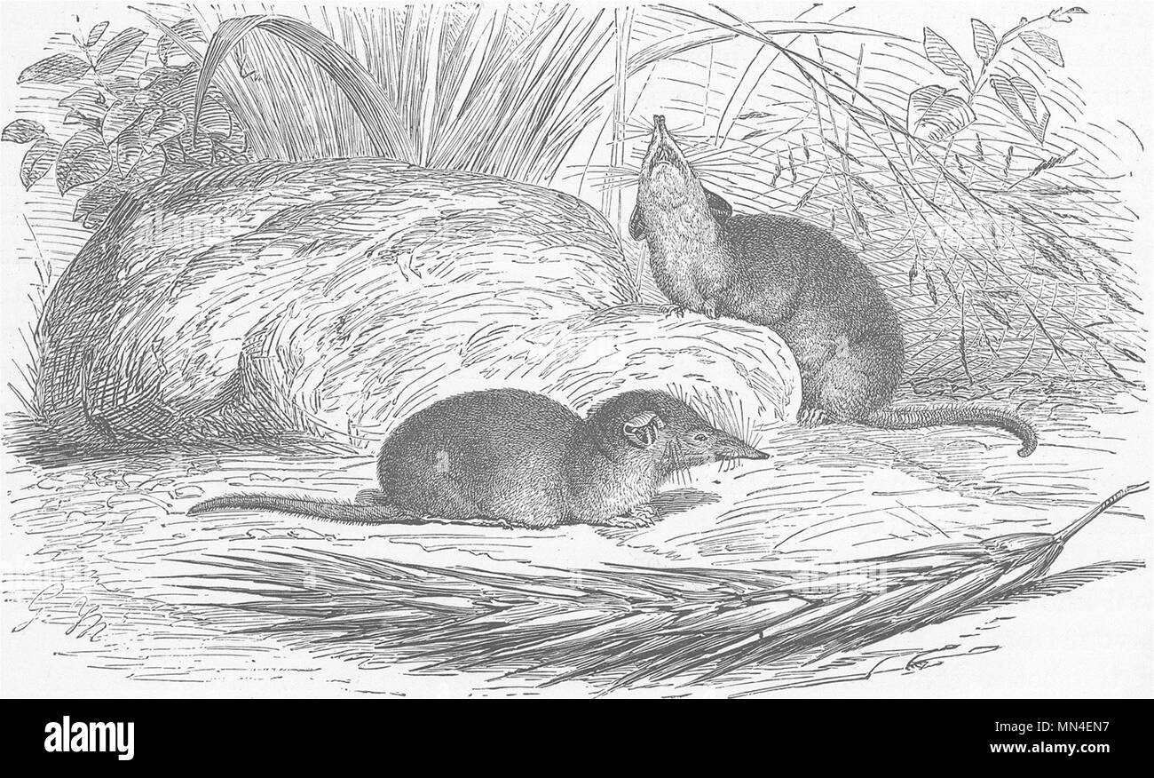 Musk shrews hi-res stock photography and images - Alamy