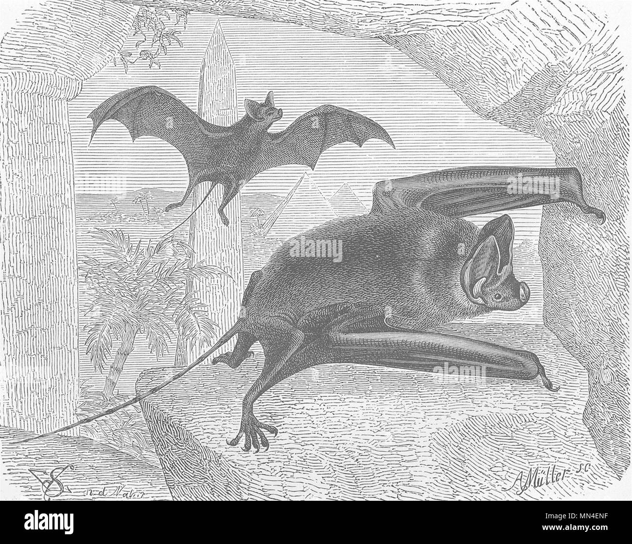 Picture bat hi-res stock photography and images - Alamy
