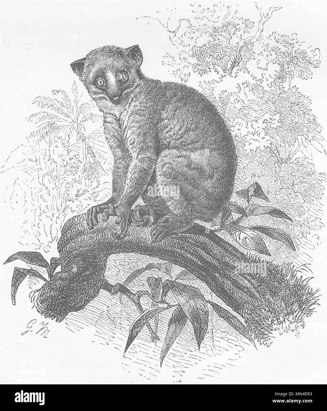 PRIMATES. The awantibo 1893 old antique vintage print picture Stock ...