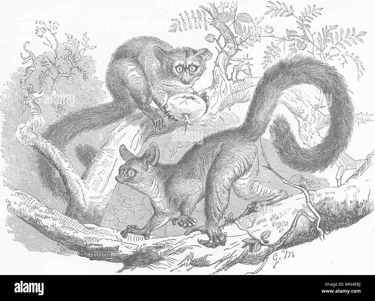 PRIMATES. The great galago 1893 old antique vintage print picture Stock ...