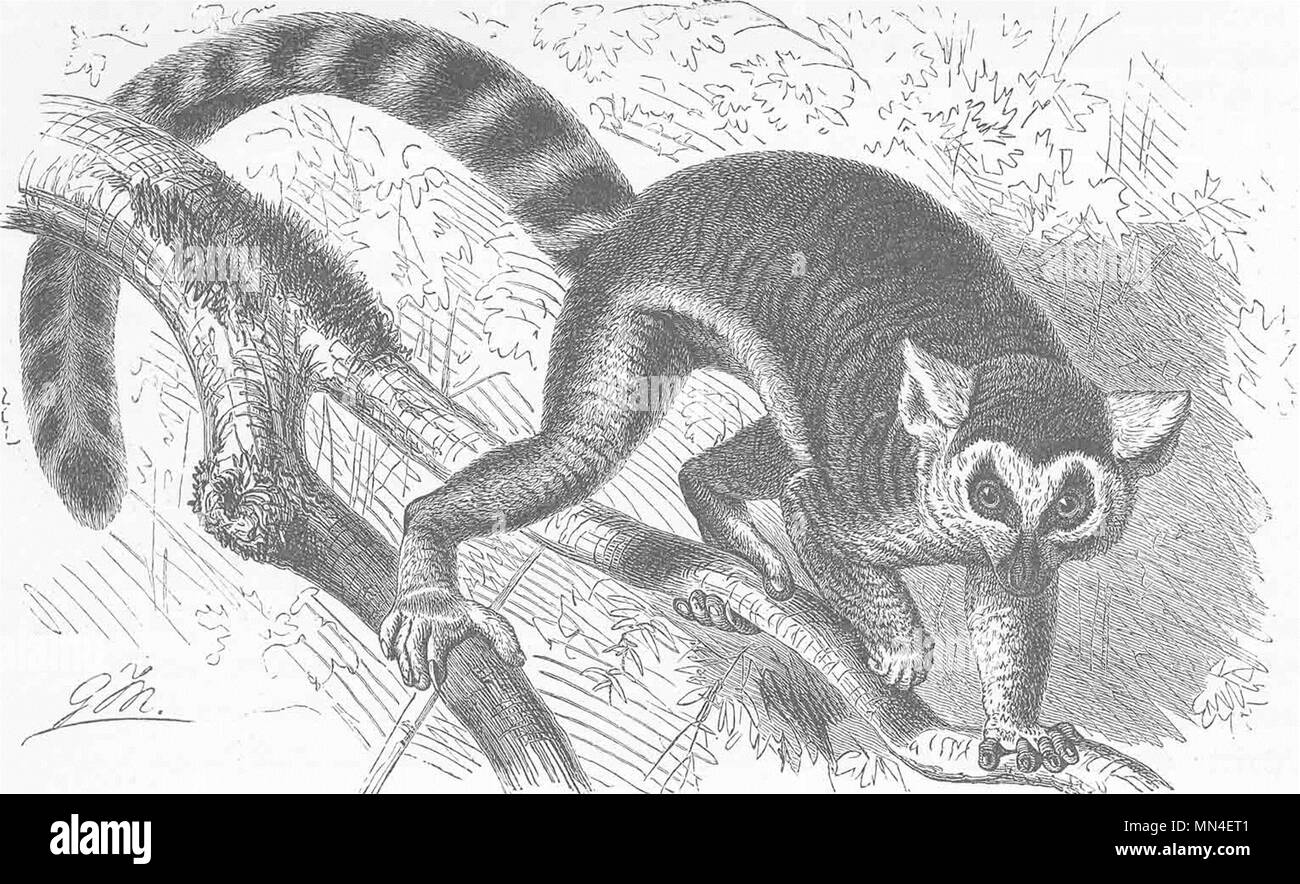 PRIMATES. The ring-tailed lemur 1893 old antique vintage print picture ...