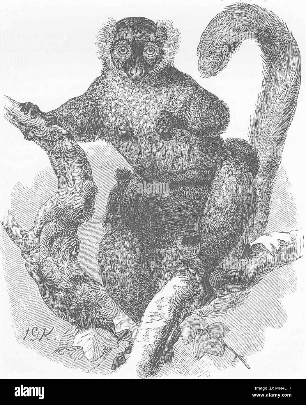PRIMATES. Female black lemur & young 1893 old antique vintage print ...