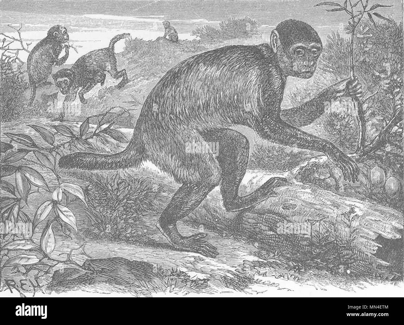 PRIMATES. The black-headed Uakari 1893 old antique vintage print ...