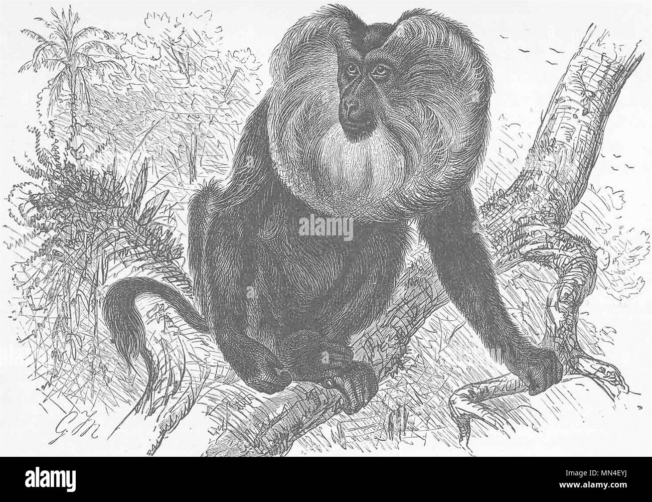 PRIMATES. The lion-tailed monkey 1893 old antique vintage print picture ...