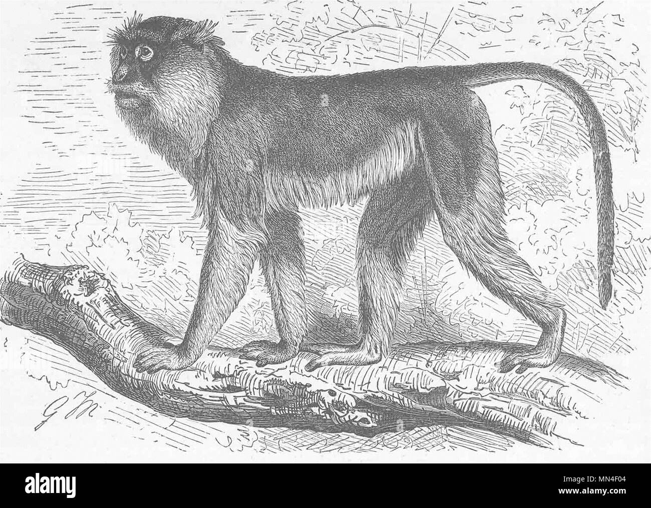 PRIMATES. The patas monkey 1893 old antique vintage print picture Stock ...