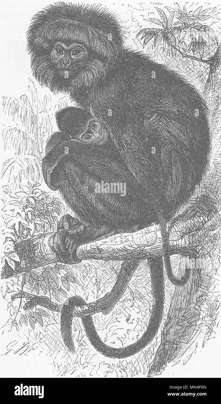 PRIMATES. Negro monkey 1893 old antique vintage print picture Stock ...