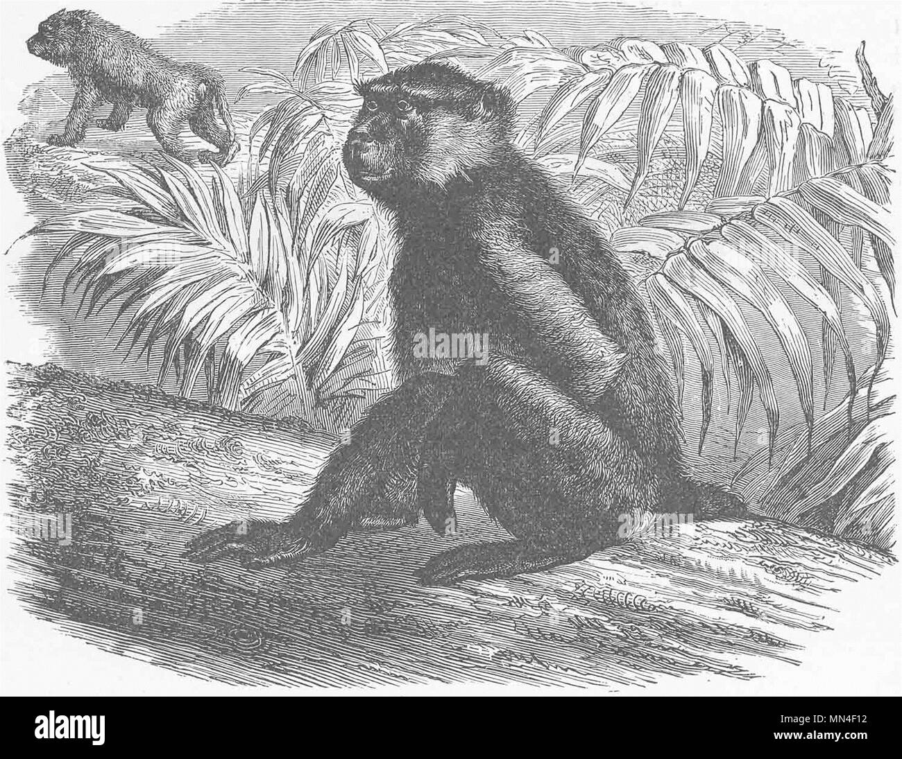 PRIMATES. The yellow baboon 1893 old antique vintage print picture ...