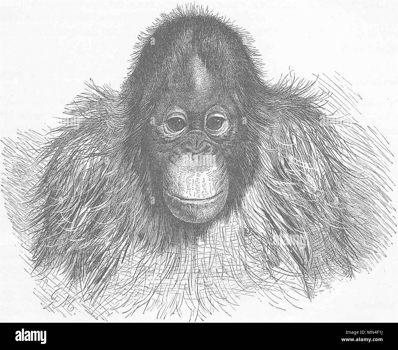 PRIMATES. Head of orang 1893 old antique vintage print picture Stock ...