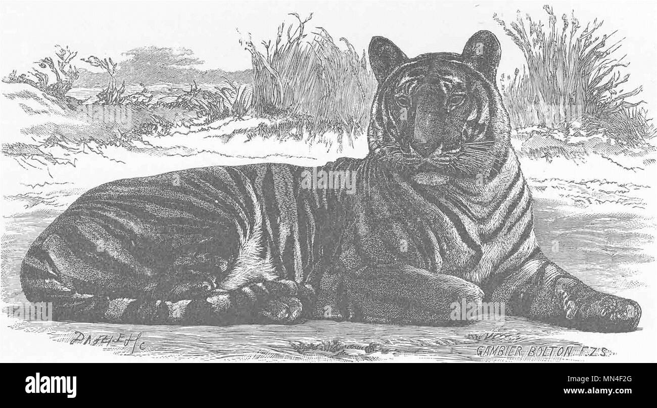 Antique picture of tiger Black and White Stock Photos & Images - Alamy