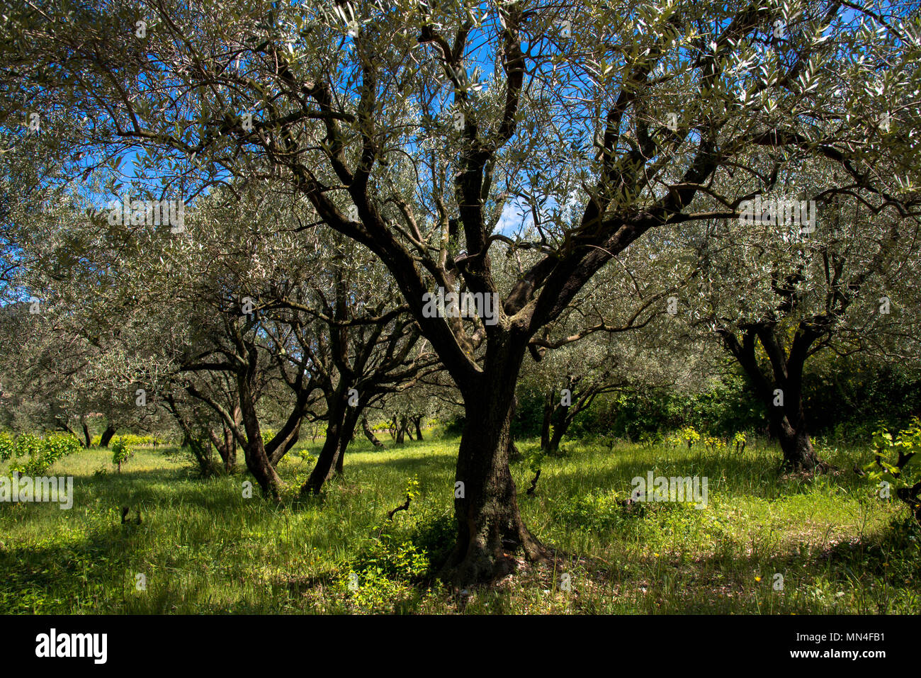 Séguret and provence hi-res stock photography and images - Alamy