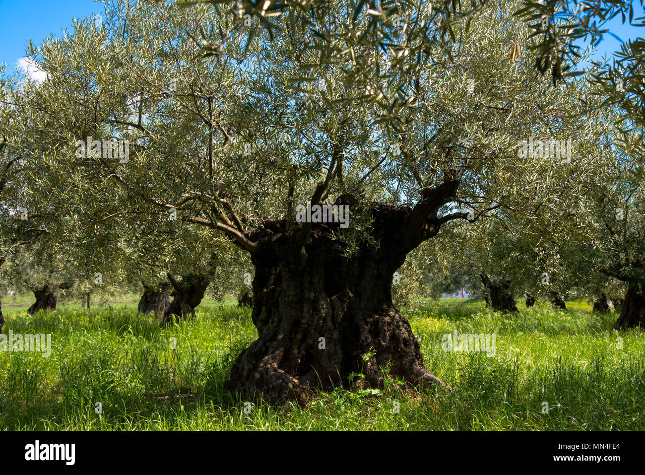 Olive tree in France Stock Photo - Alamy