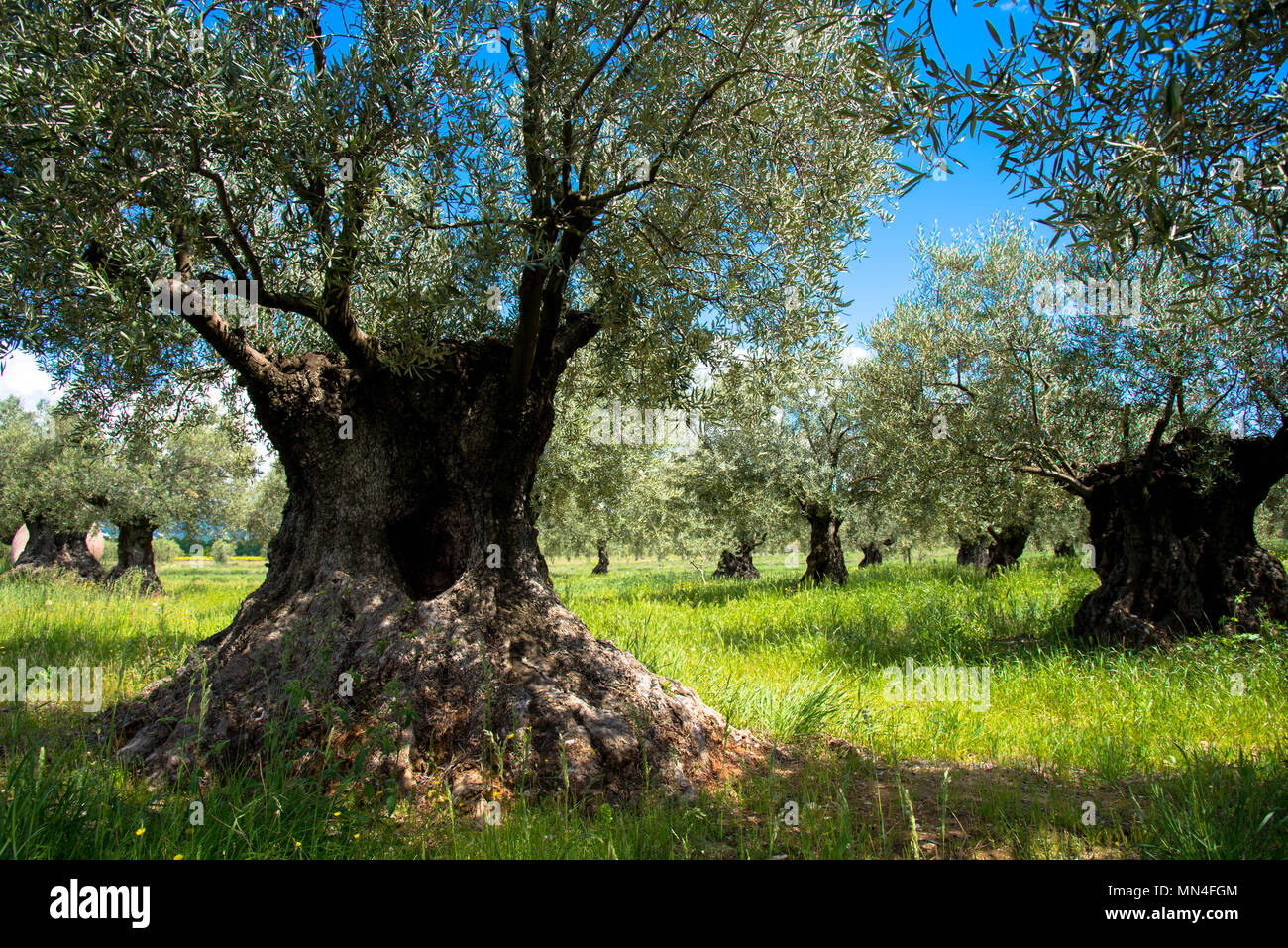 Olive trees in the Provence in France Stock Photo - Alamy