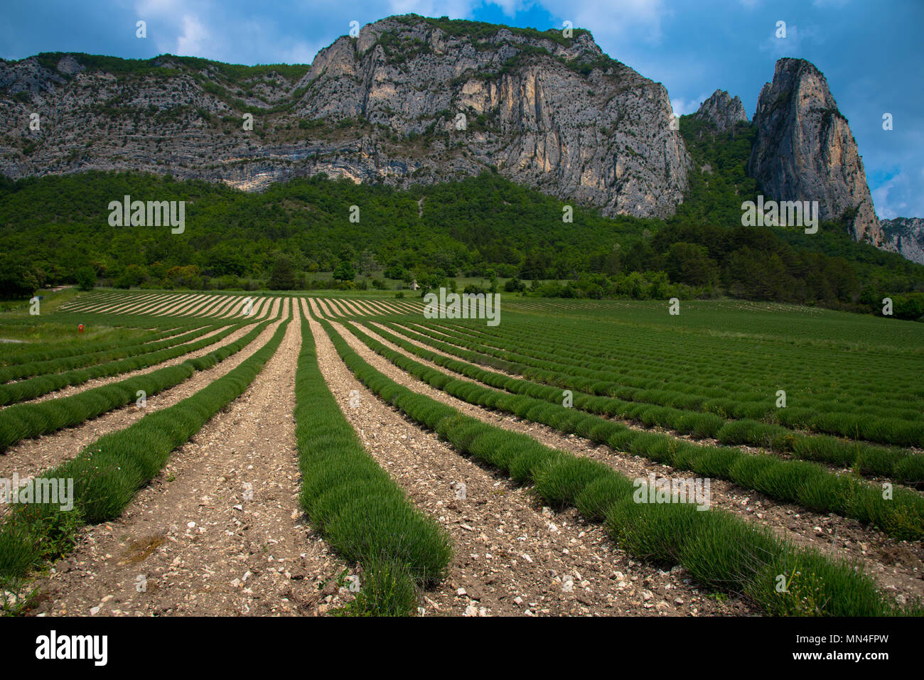 Forest of saou hi-res stock photography and images - Alamy