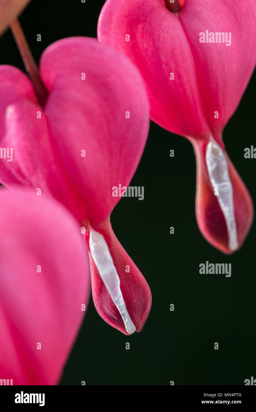 Spring flowers. Bleeding Heart flower, Dicentra spectabilis, toned ...