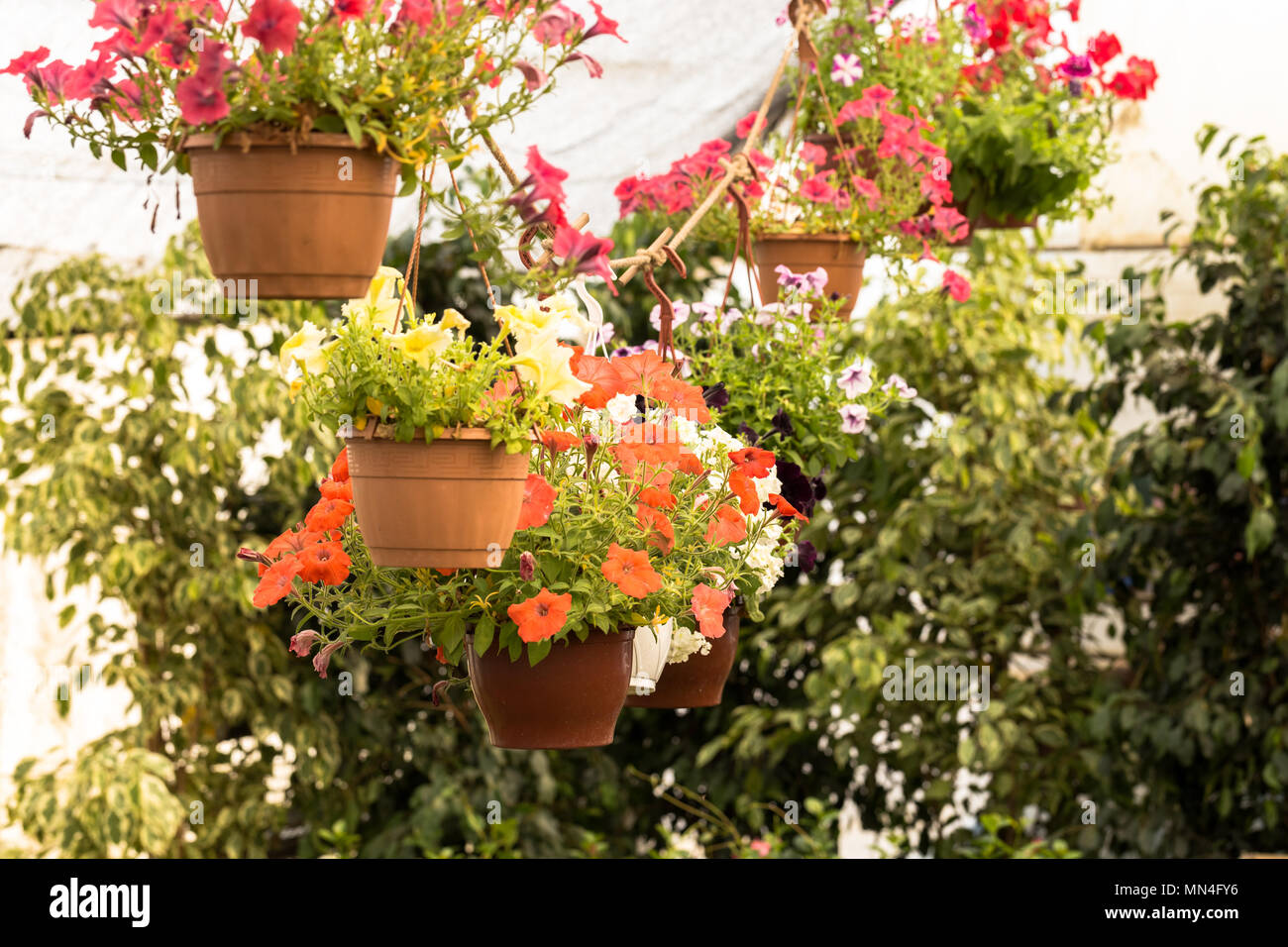 Different kind of flowers and plants in pots hanging at a botanical ...