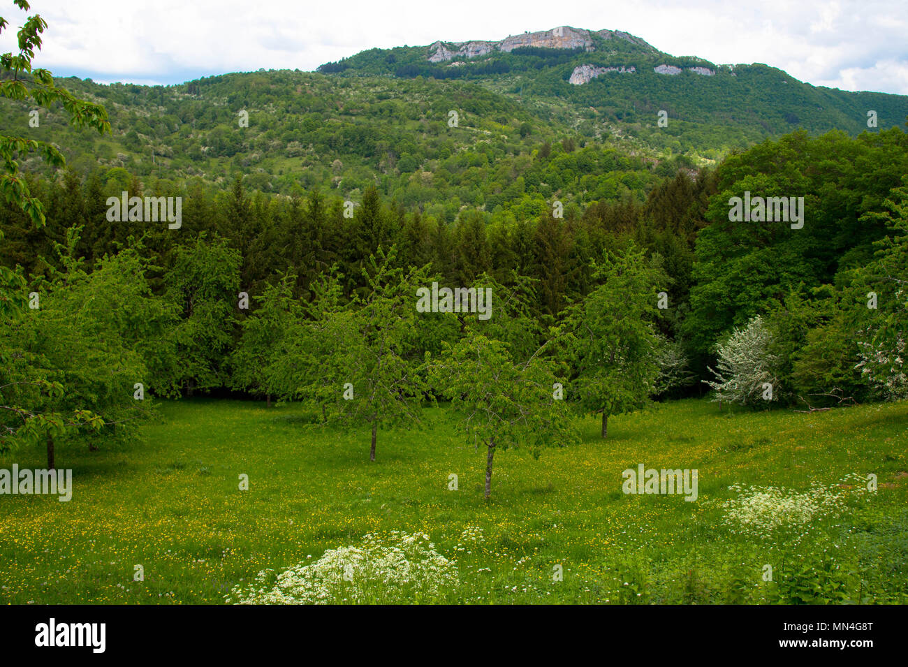 Spring in the Franche Comté region in france Stock Photo - Alamy