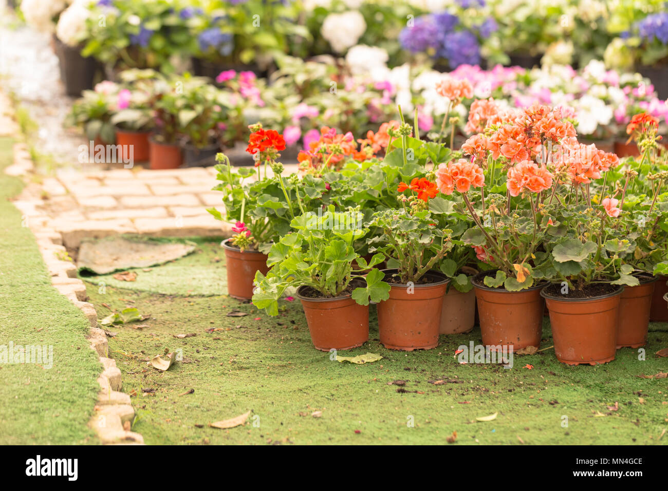 Different kind of flowers and plants in pots,plastic bags or chests at ...