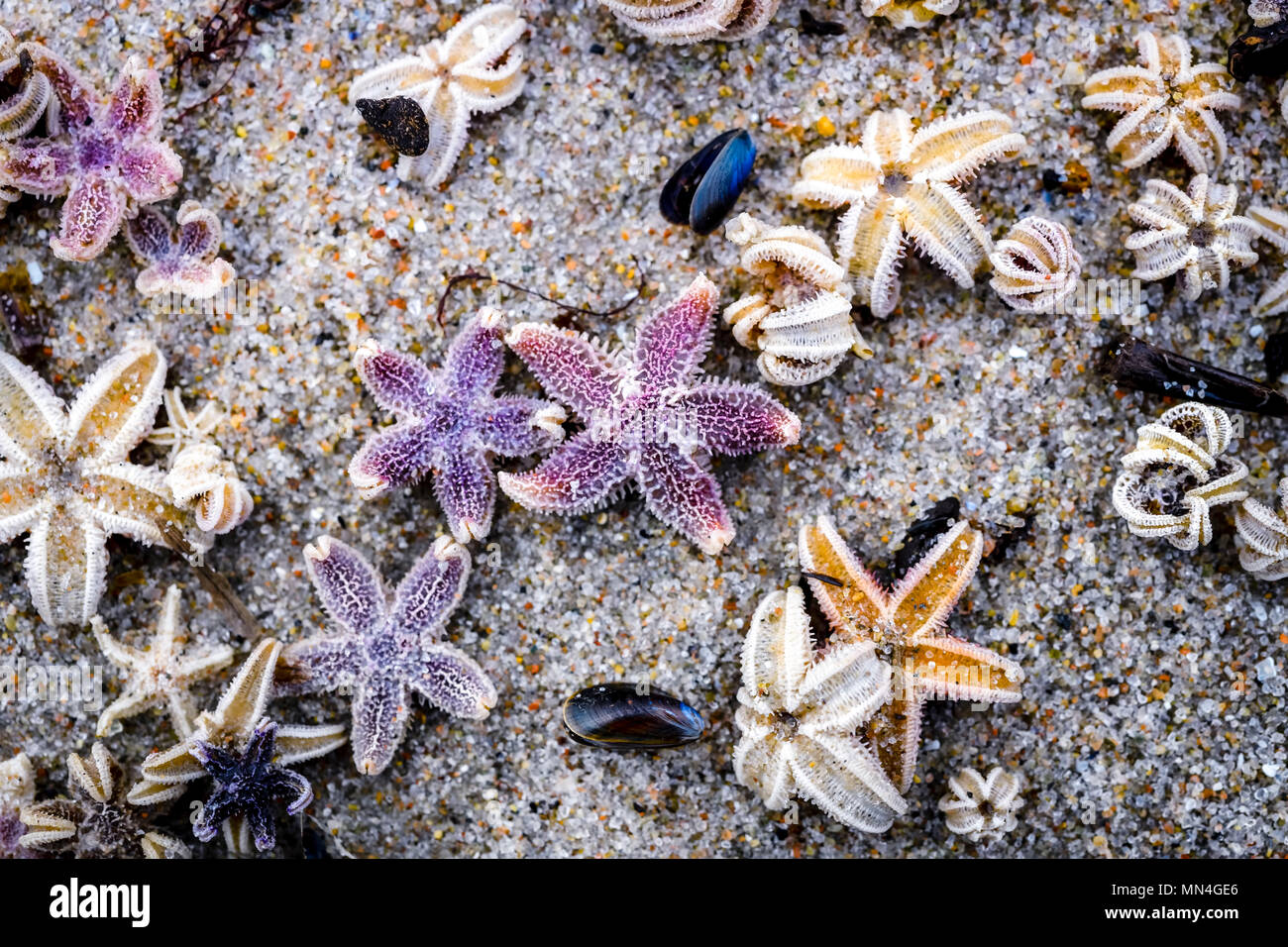 Gemeiner seestern hi-res stock photography and images - Alamy