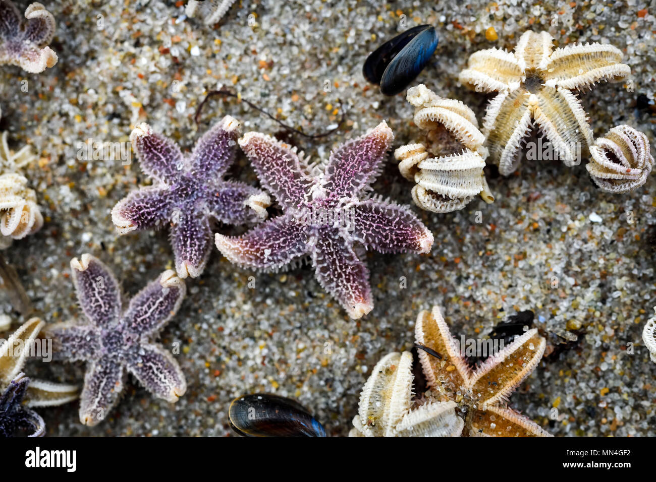Gemeiner Seestern High Resolution Stock Photography and Images - Alamy