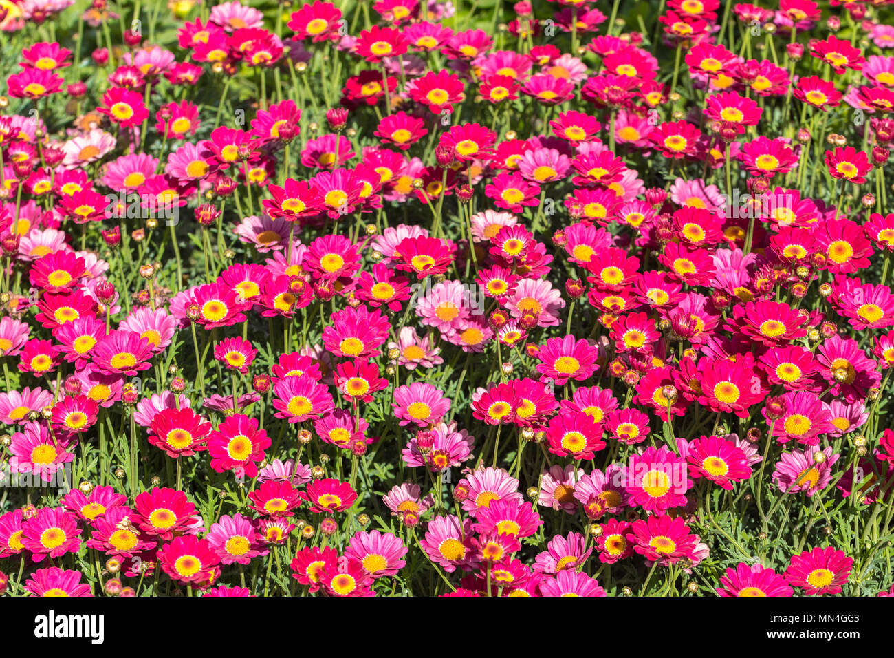 Pink flowers at a botanical garden in greenhouse Stock Photo - Alamy