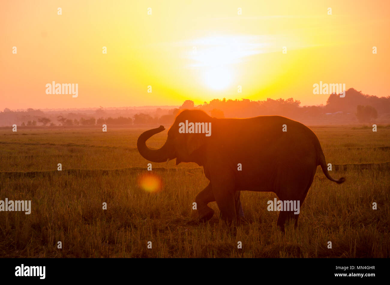 Cornfield silhouette hi-res stock photography and images - Alamy