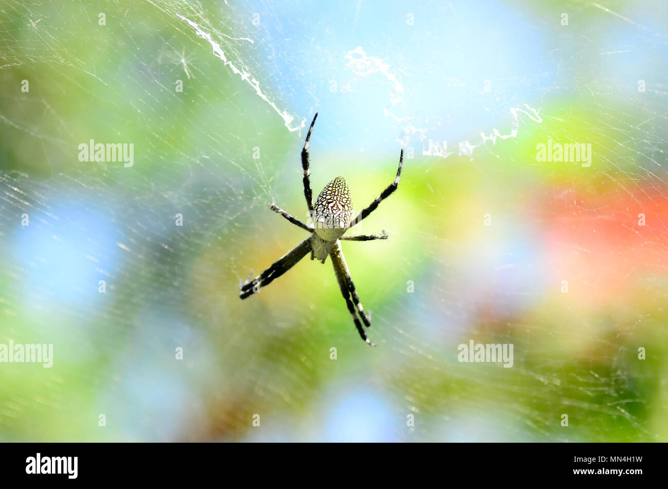 web and spider on a colorful sky. the art of web from spider with the ...