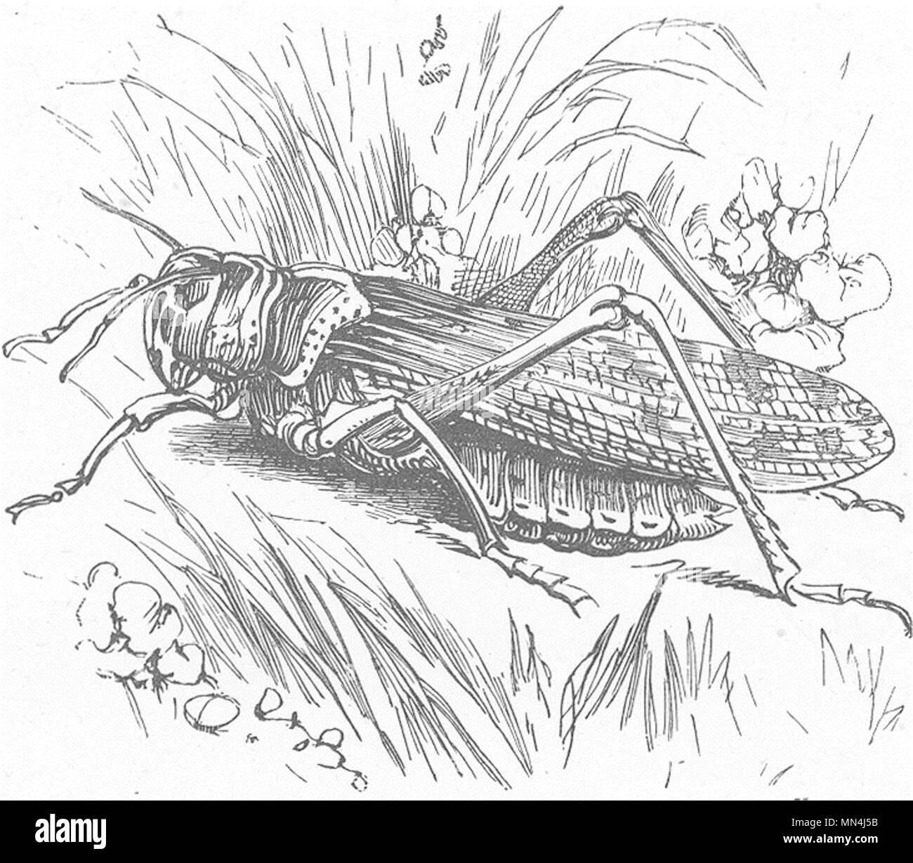 MOROCCO. A Locust 1882 old antique vintage print picture Stock Photo ...