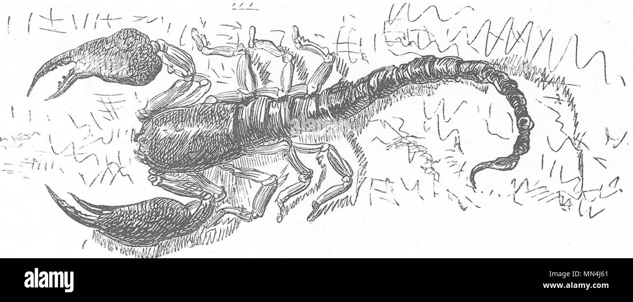 MOROCCO. A scorpion 1882 old antique vintage print picture Stock Photo ...