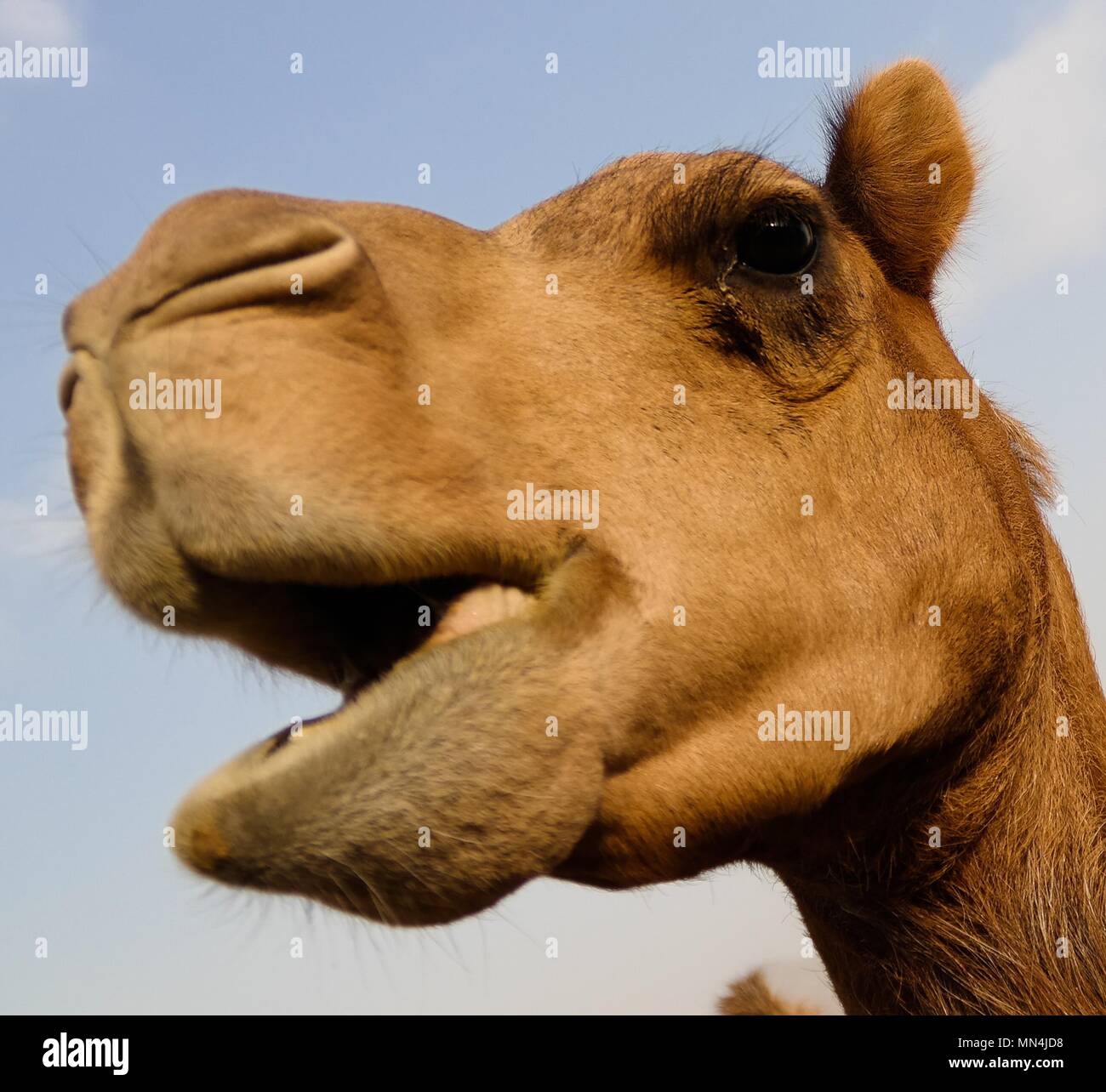 Portrait of funny camel head in Sharjah, UAE Stock Photo - Alamy
