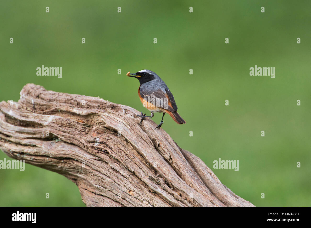 Male common redstart (Phoenicurus phoenicurus Stock Photo - Alamy