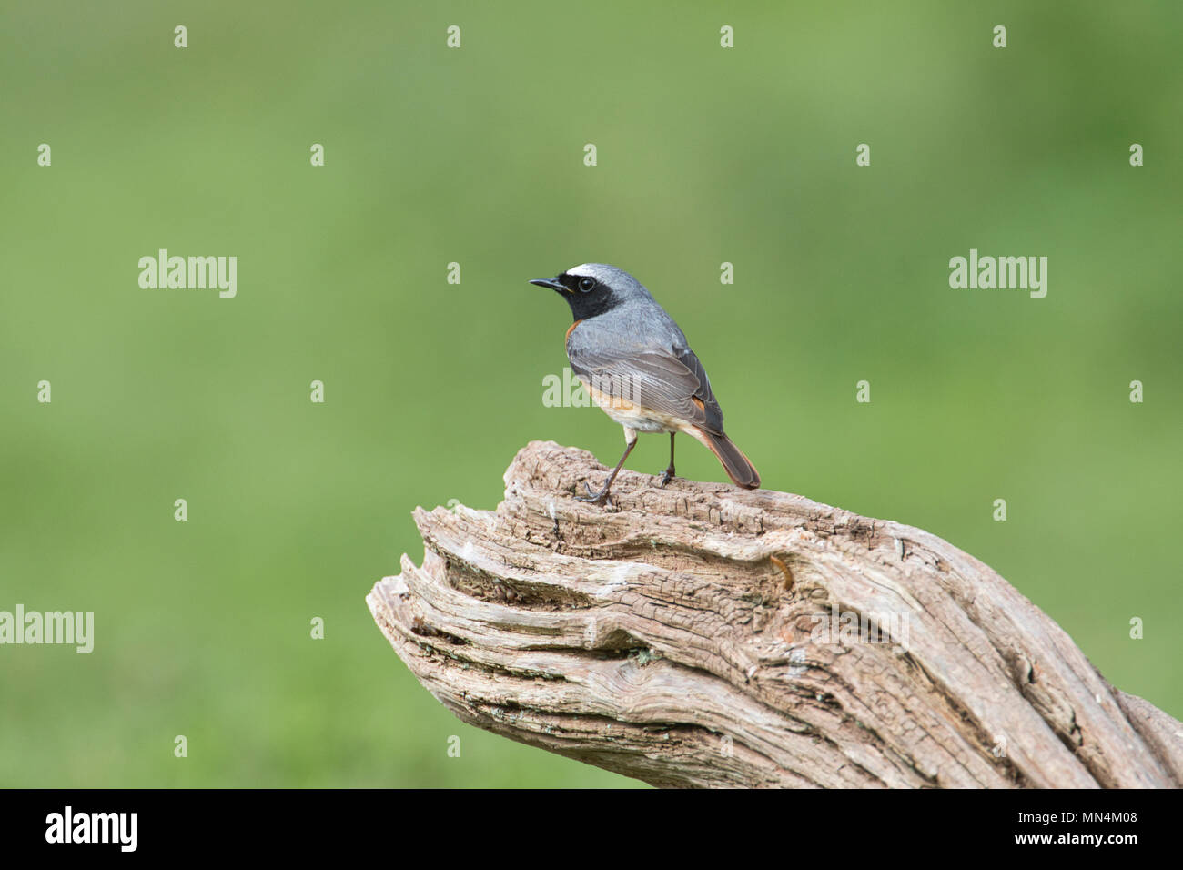 Male common redstart (Phoenicurus phoenicurus Stock Photo - Alamy
