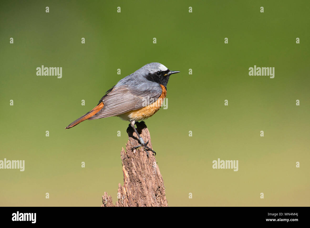 Male common redstart (Phoenicurus phoenicurus Stock Photo - Alamy