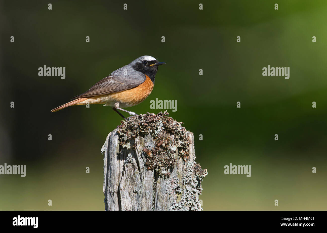 Male common redstart (Phoenicurus phoenicurus). This individual has ...