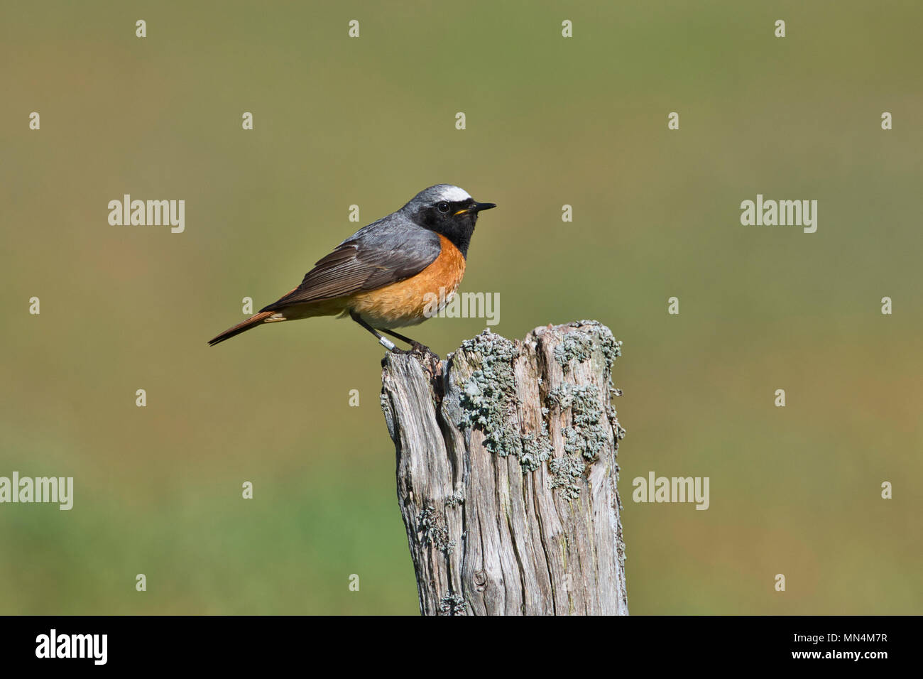 Male common redstart (Phoenicurus phoenicurus). This individual has ...
