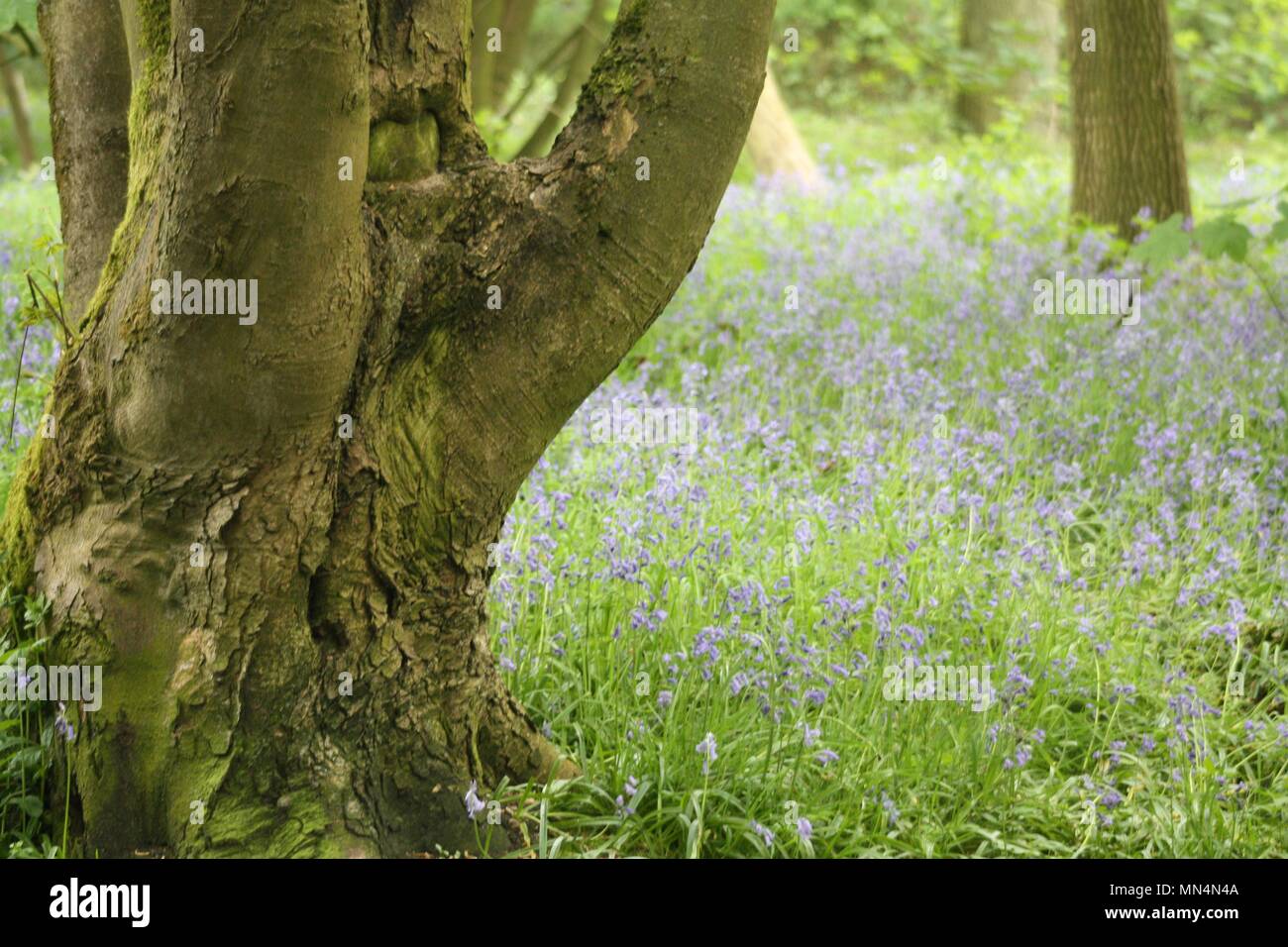 curvaceous tree in bluebell woods Stock Photo - Alamy