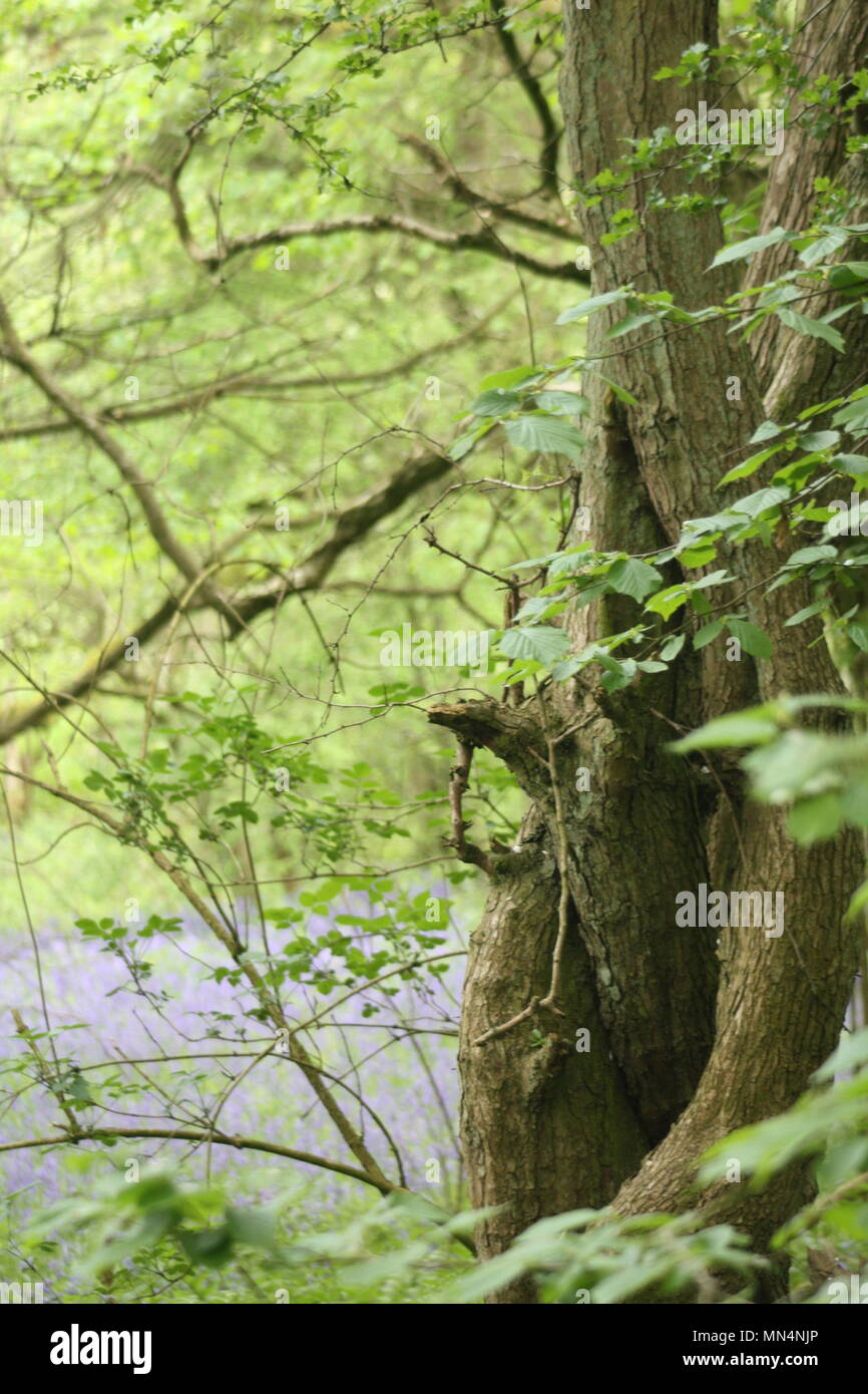 twisted tree in bluebell woods Stock Photo - Alamy