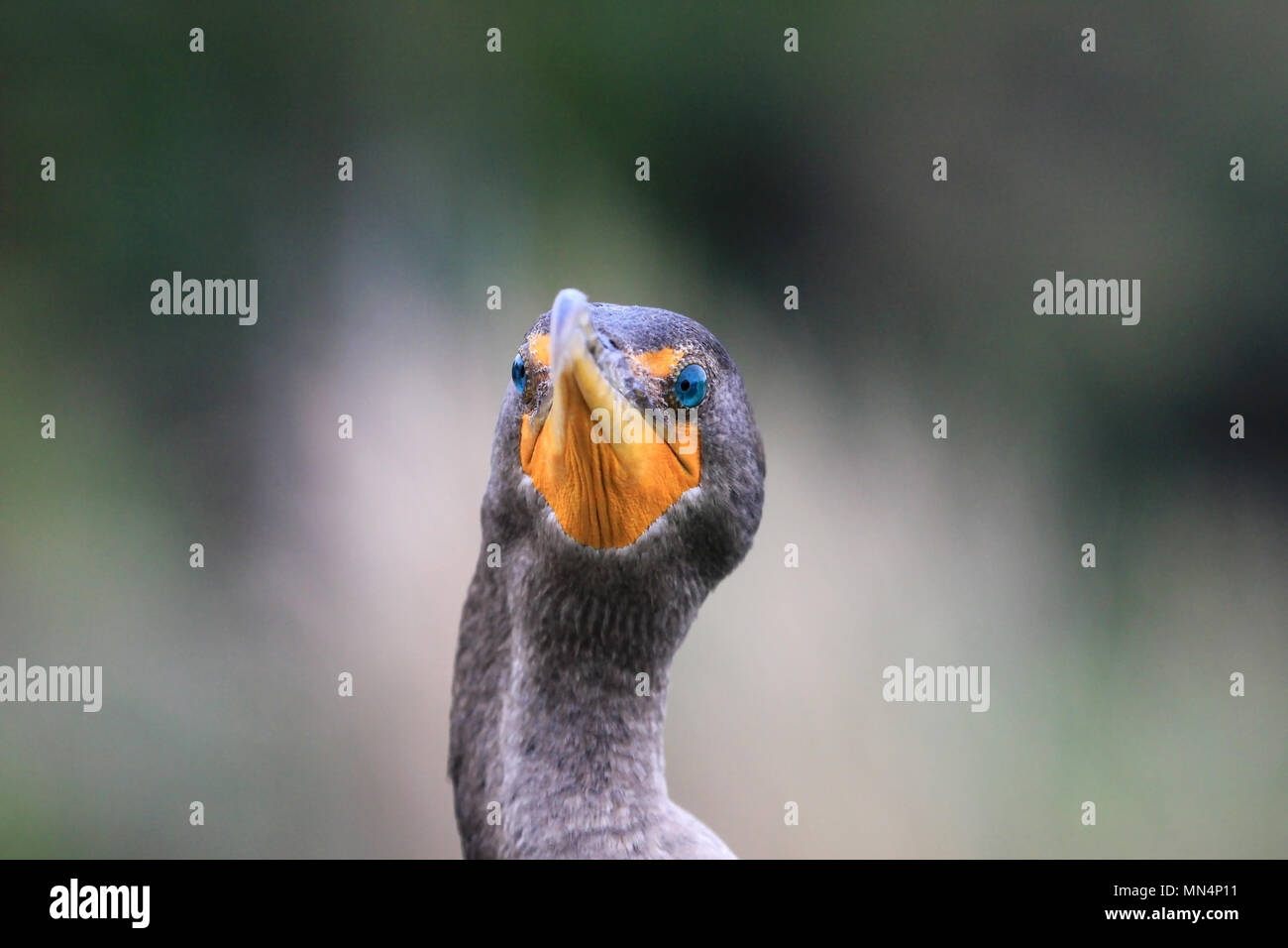 Crestedcormorant hi-res stock photography and images - Alamy