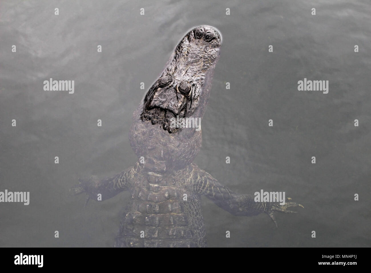 American alligator swimming in a lake, top view, Everglades National ...